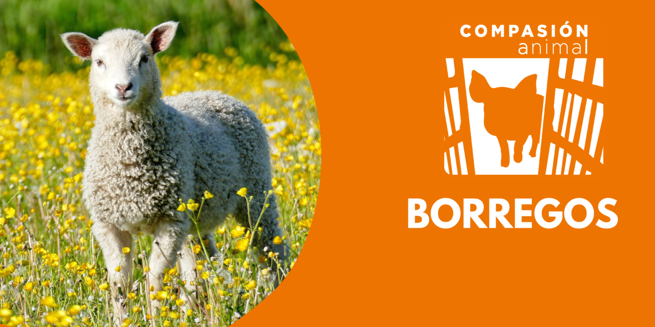 Animales - Borregos - CODAM