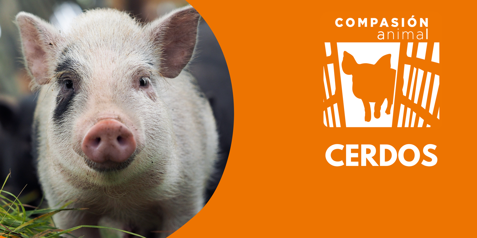 Animales - Cerdos - CODAM